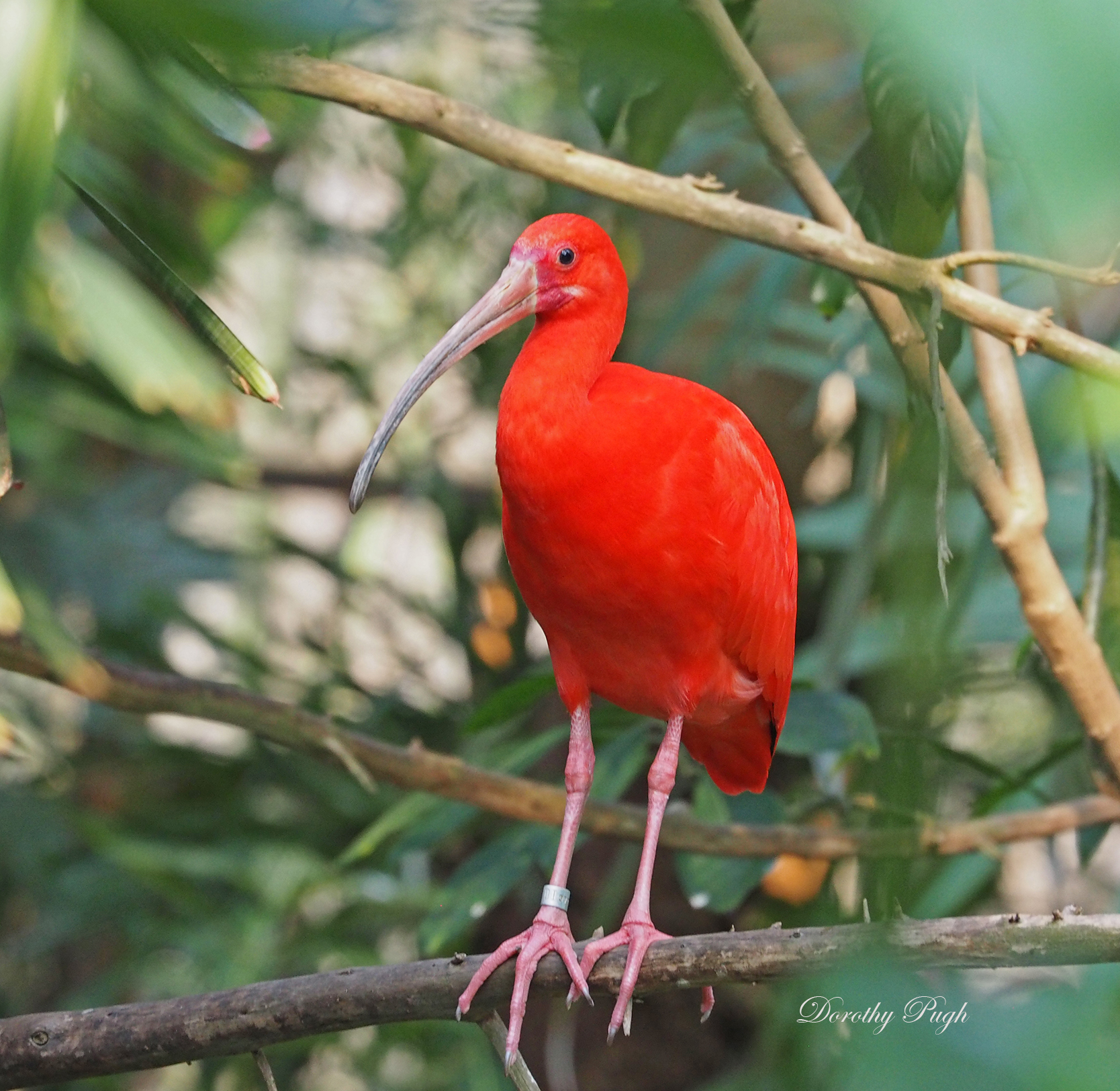 Zoo Birds