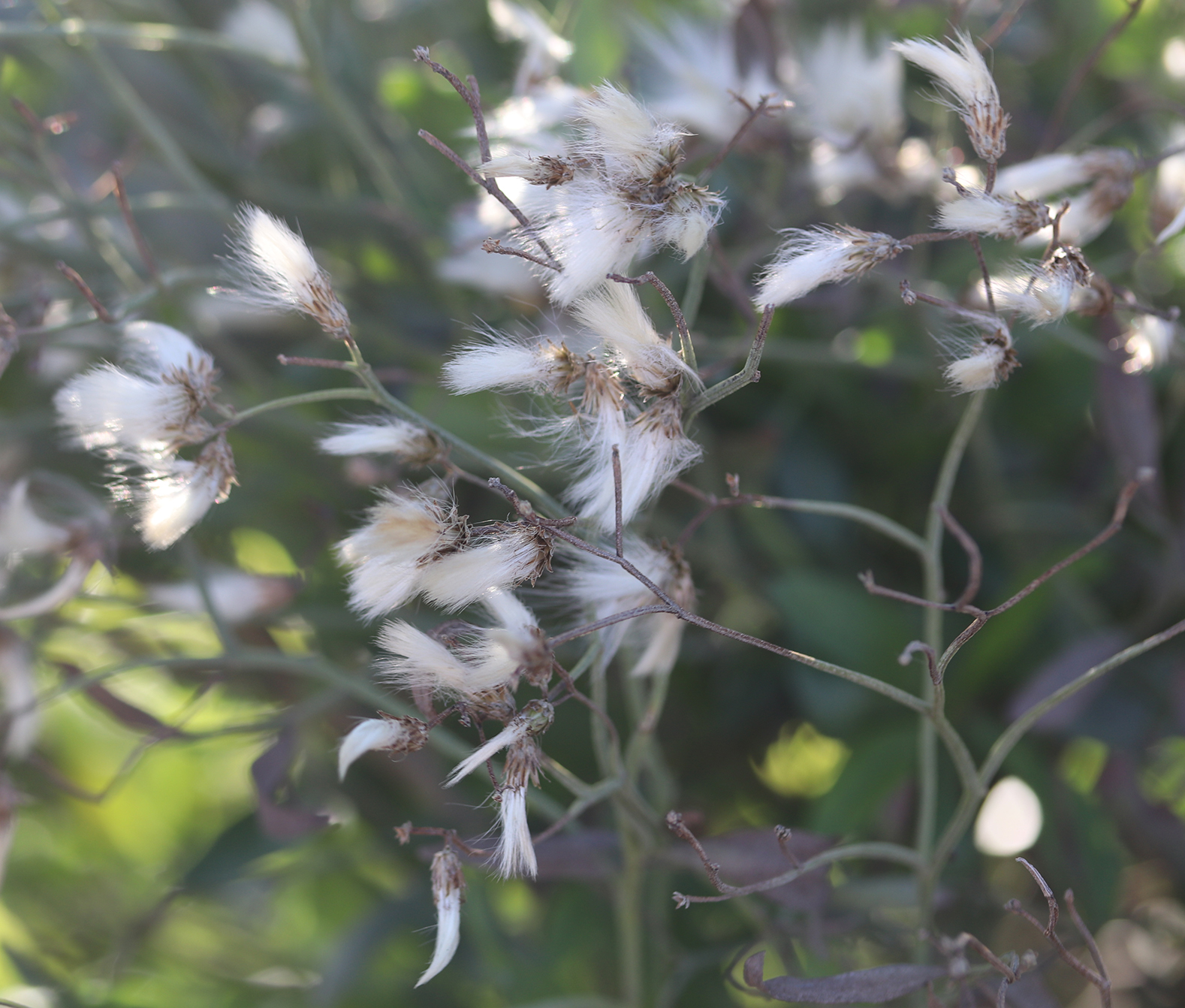 Carolina Lake, Carolina Beach Photos