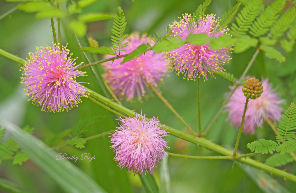 nc botanical garden