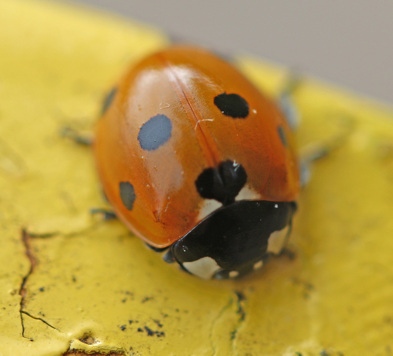 Beetles