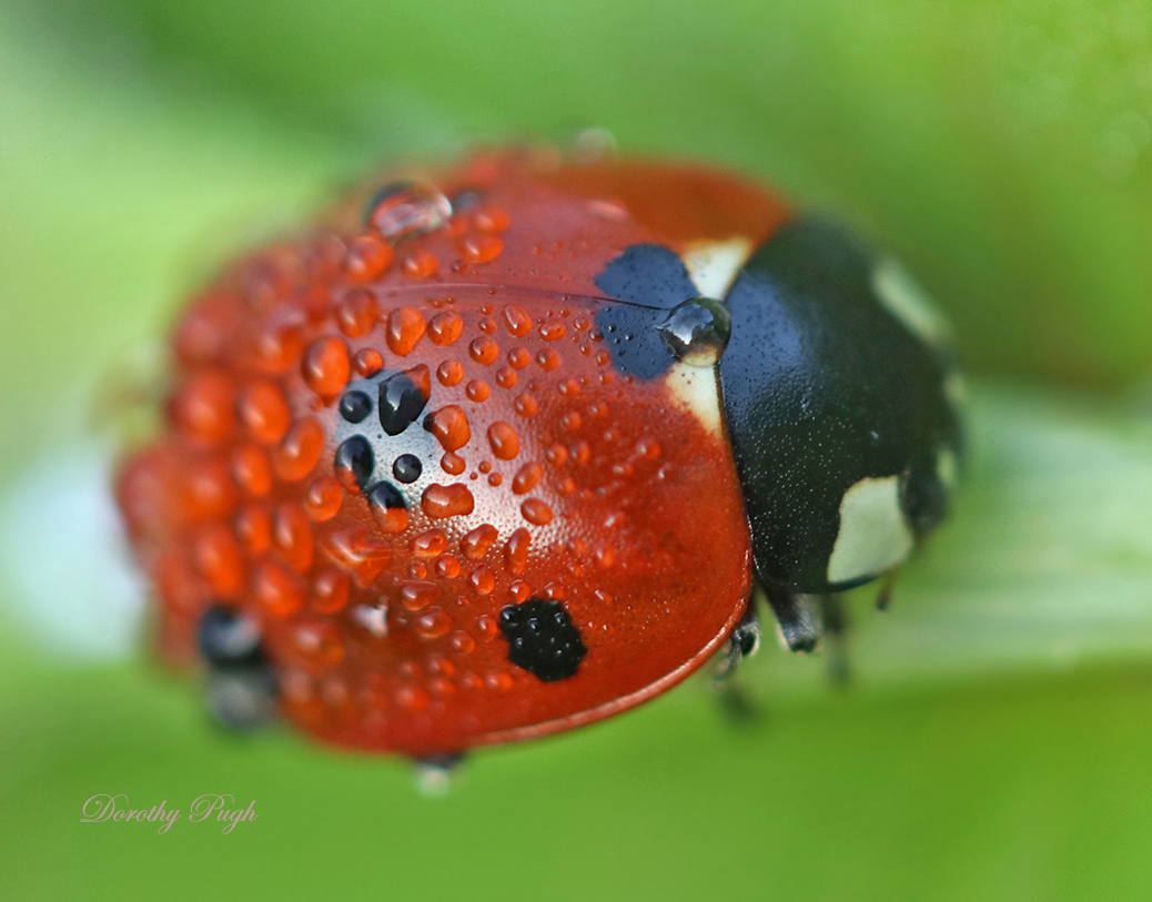 Beetles
