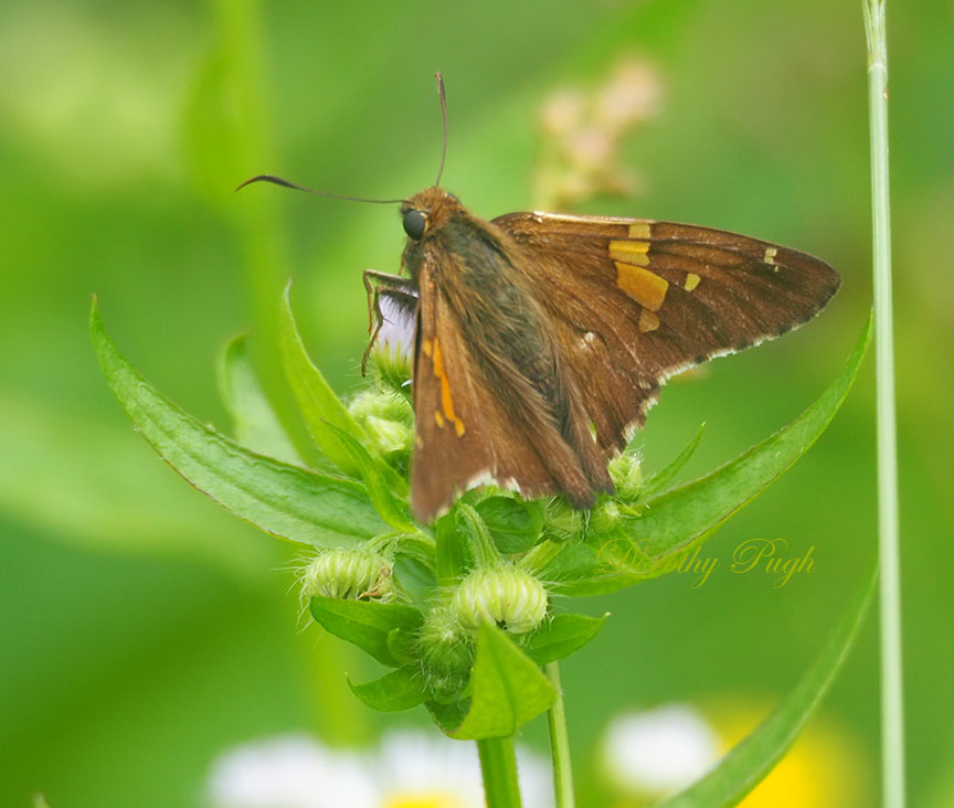 June 2019 Photos