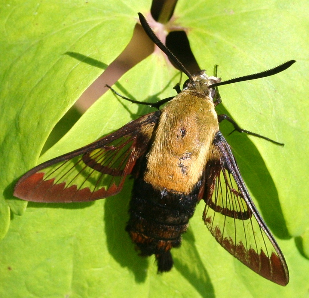 August 2011 Nature Photos