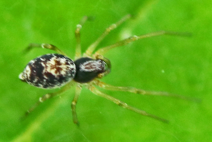 Spider Identification Guide