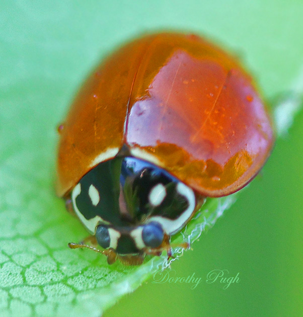 Beetles