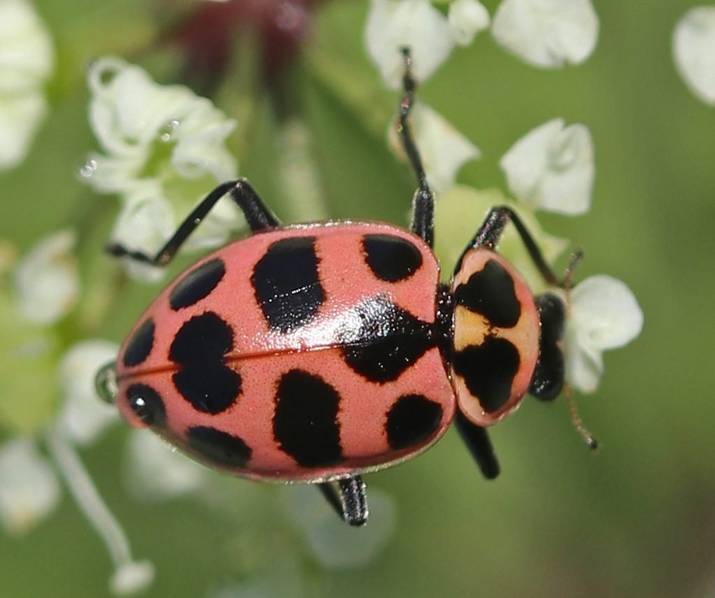 Beetles