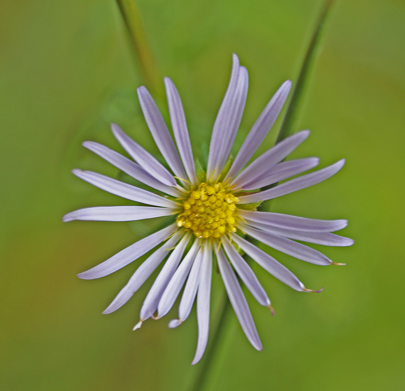 Weymouth Wood-Sandhills Nature Preserve