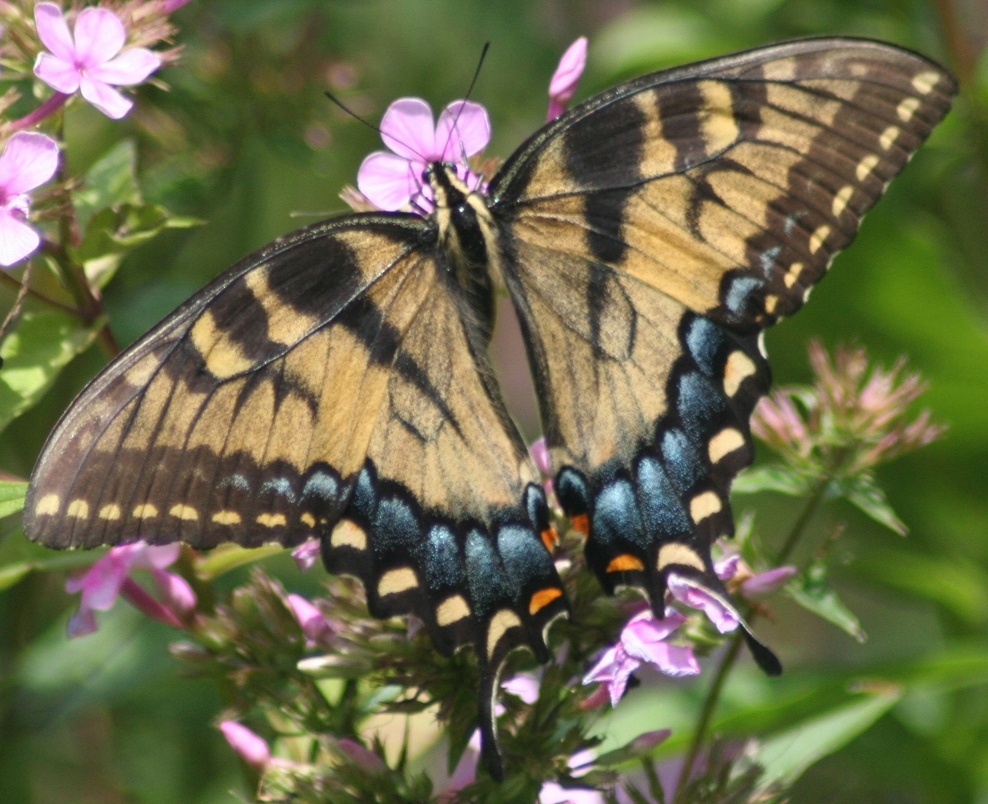 Swallowtails
