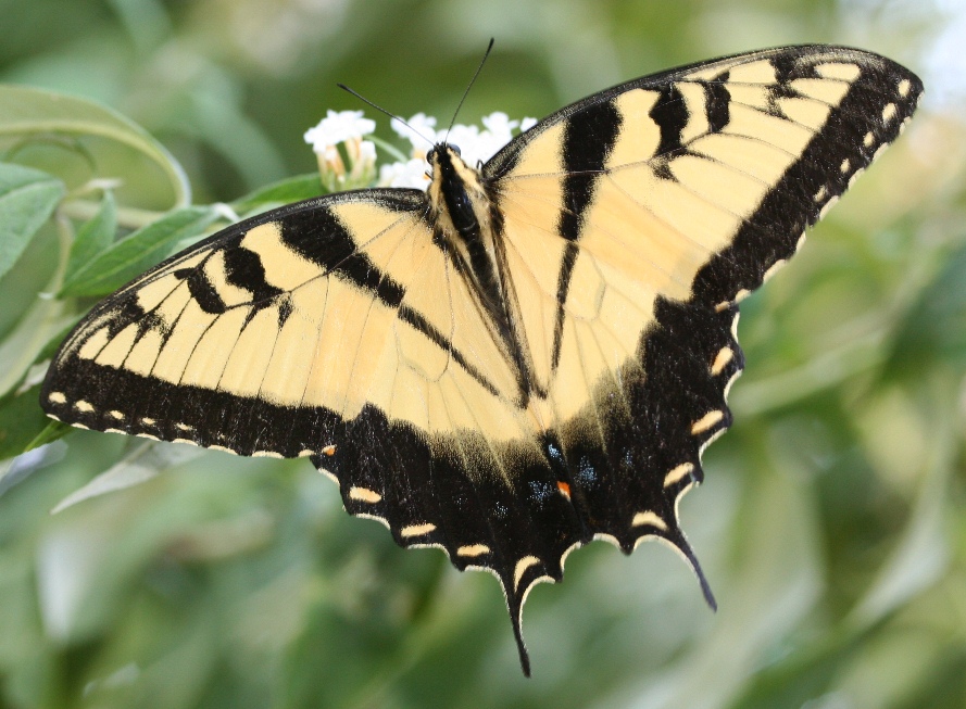 Swallowtails