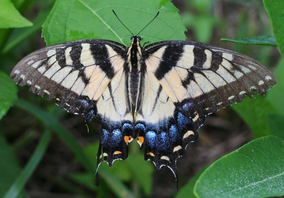 Swallowtails