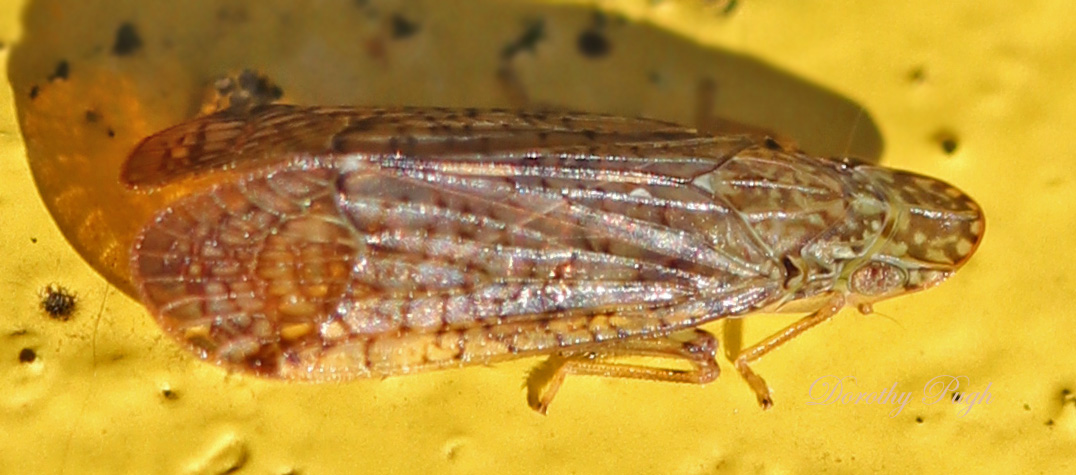 Hoppers and Cicadas