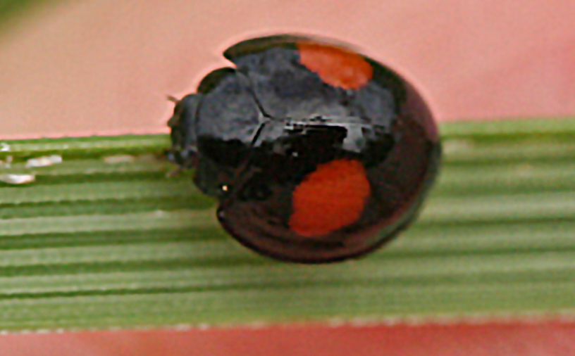 Beetles