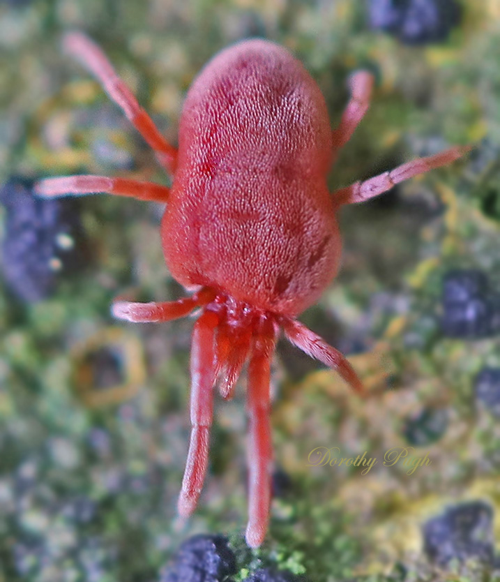Ticks, Mites, etc.