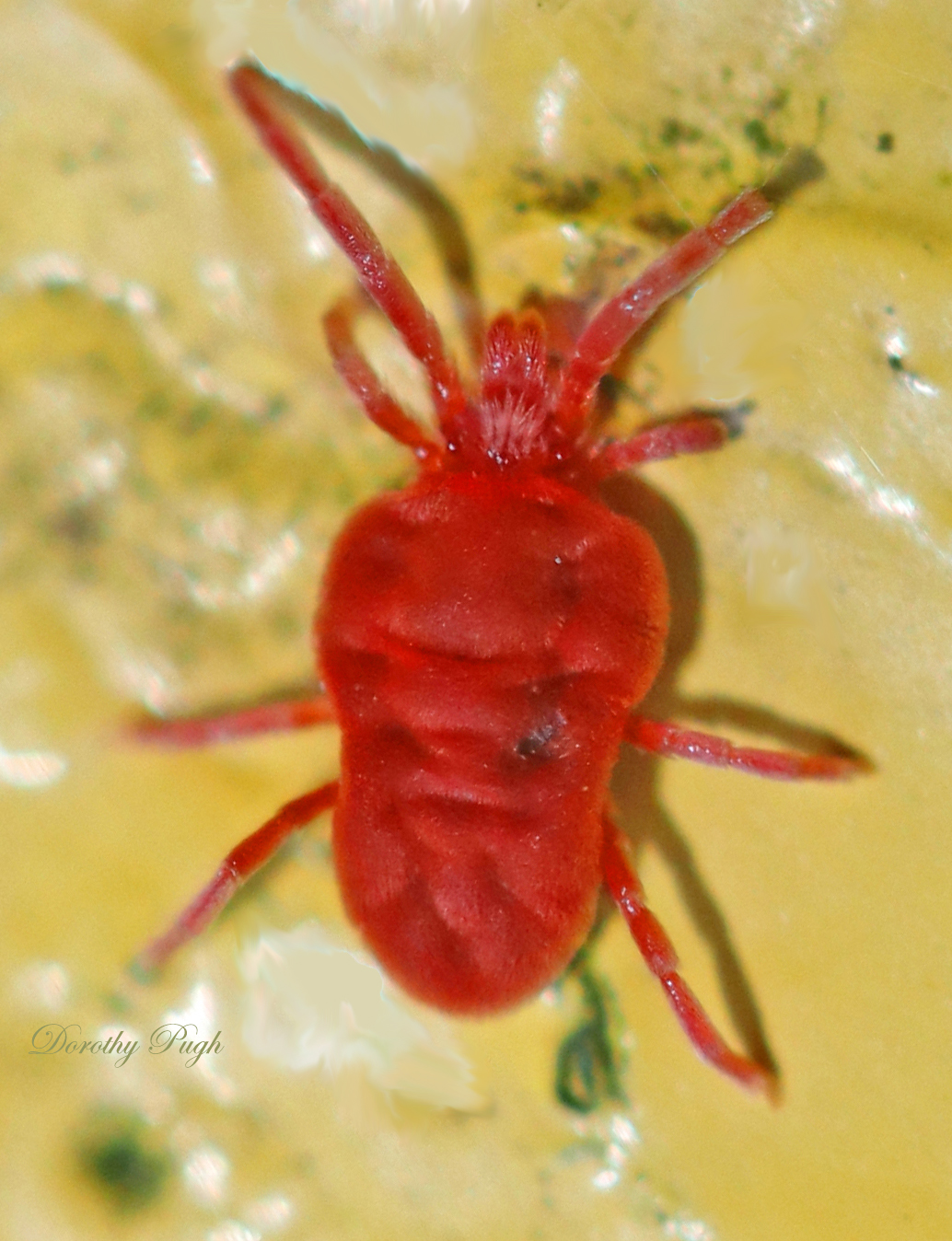 Ticks, Mites, etc.