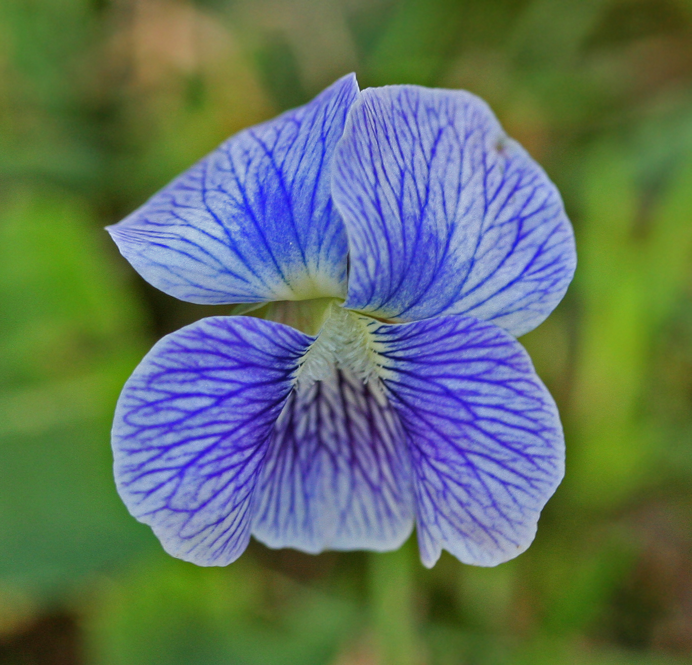 A Virtual Wildflower Garden Across Time