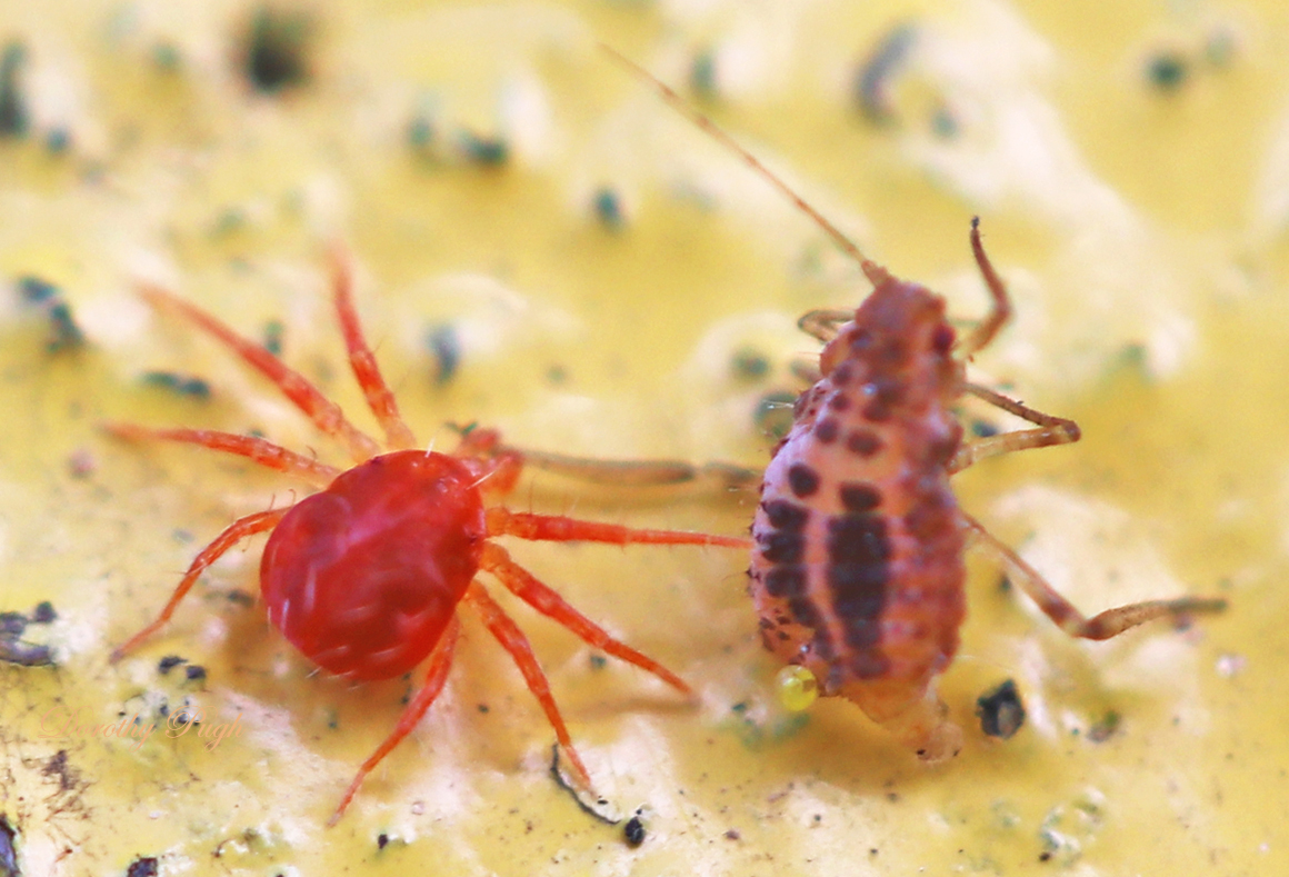 Ticks, Mites, etc.