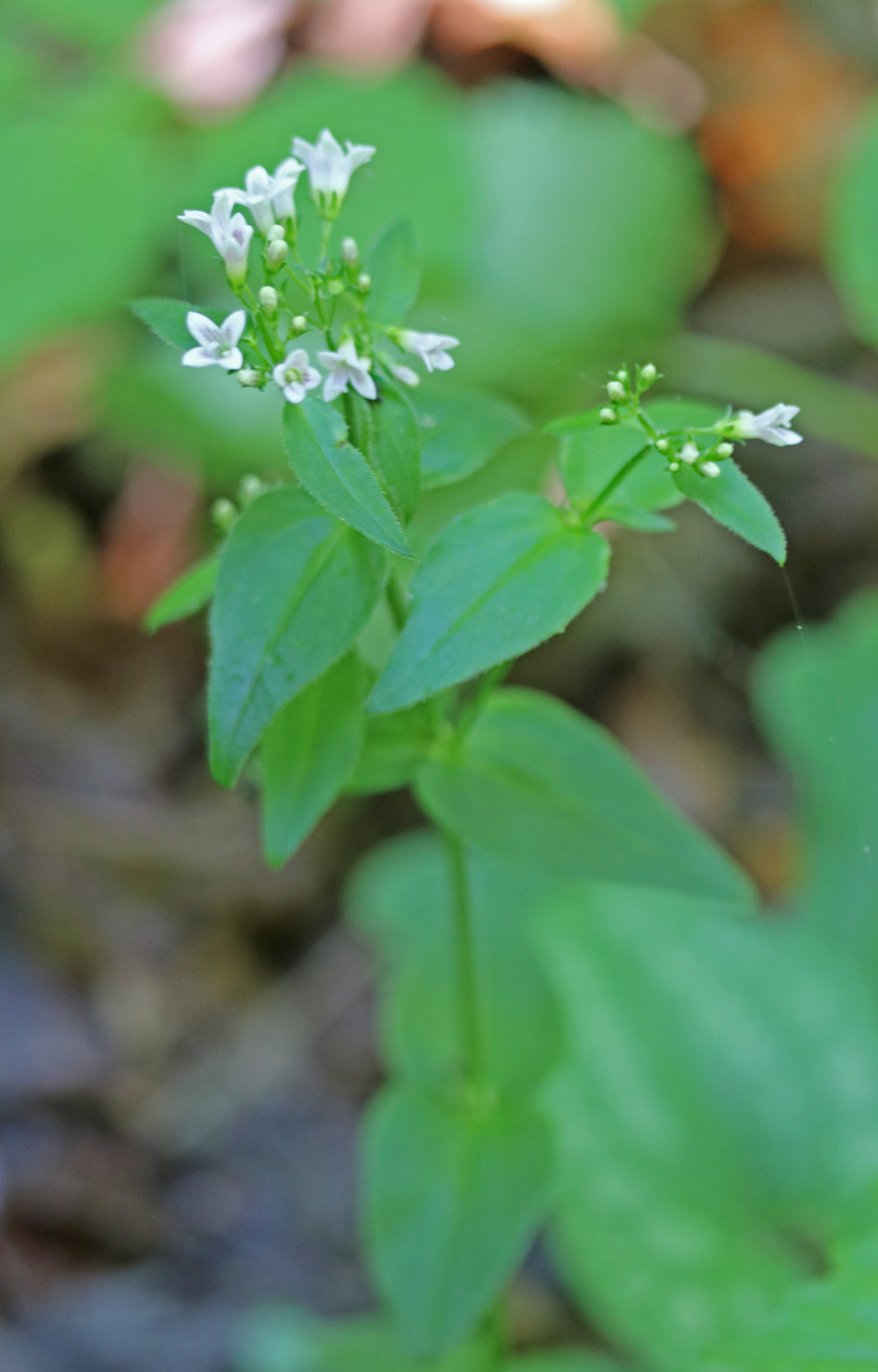 A Virtual Wildflower Garden Across Time