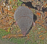 Mammals