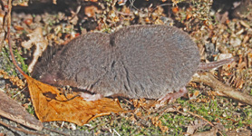 Mammals